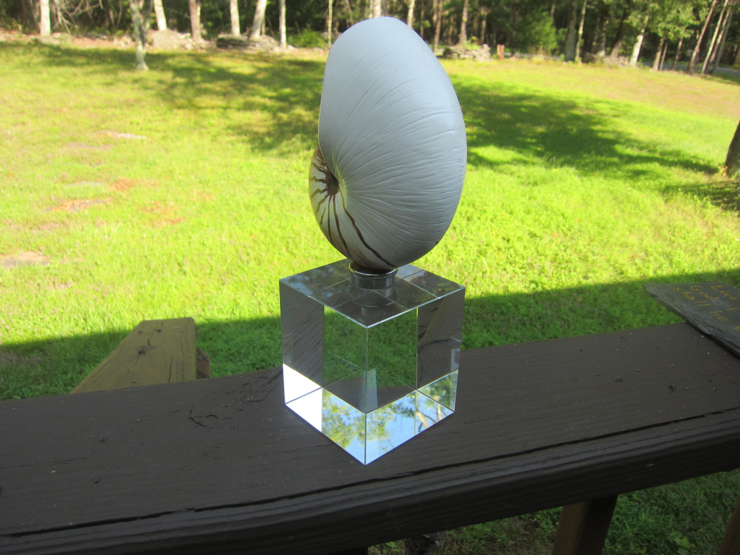 Snail Shell Art Sculpture Beach house Decor, Snail paperweight